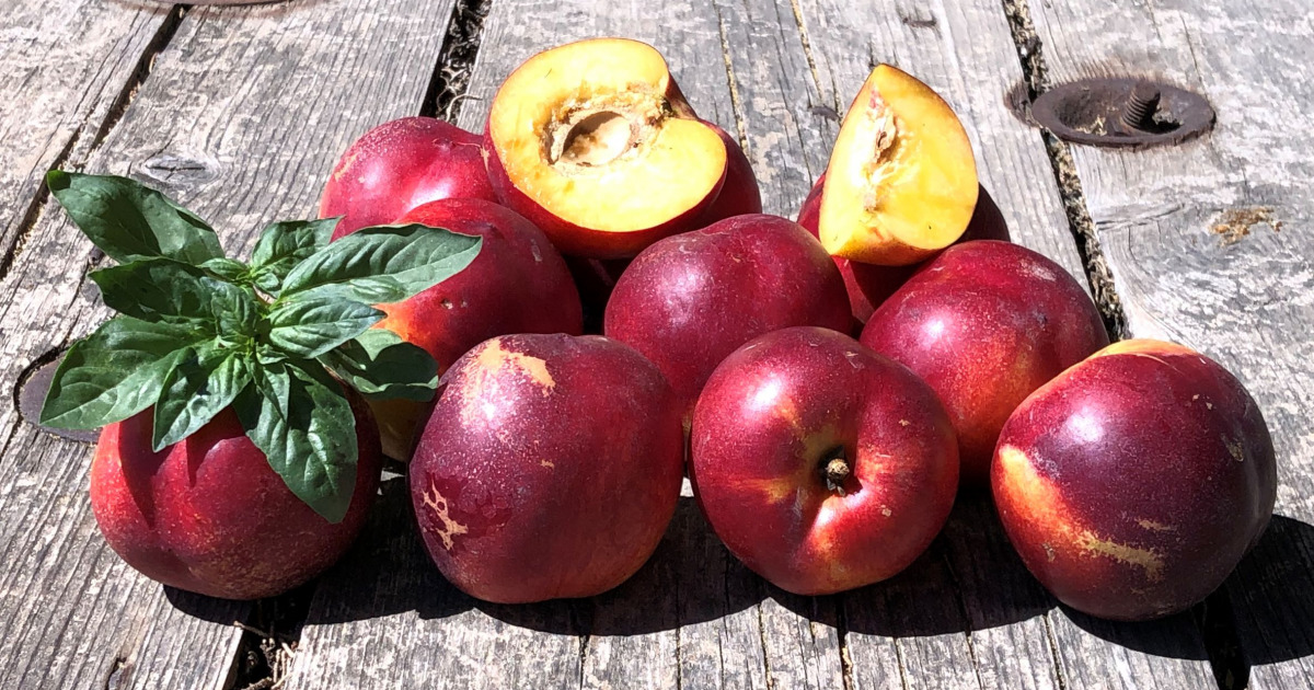 Nectarine jaune bio 1 kg