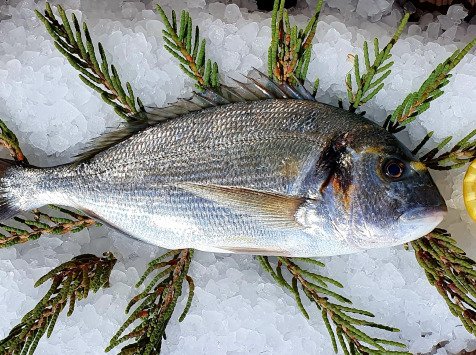 Dorade Royale 300-500g - Caisse de 5kg