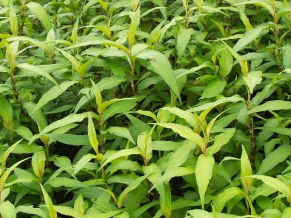 Coriandre vietnamienne fraîche – L’exotique au parfum citronné