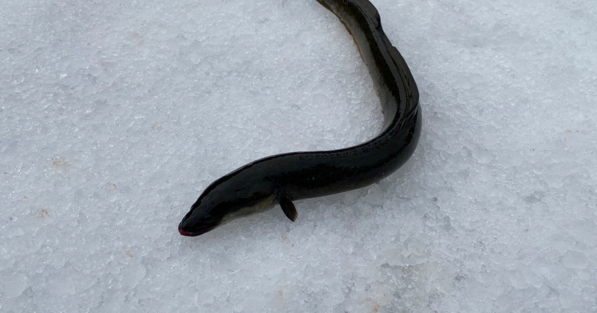 Anguille Jaune Sauvage - Pièce De 800g - Entière