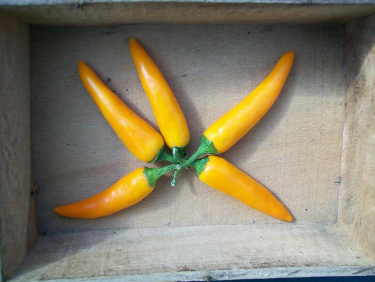 Piment frais frais Bulgarian Carrot