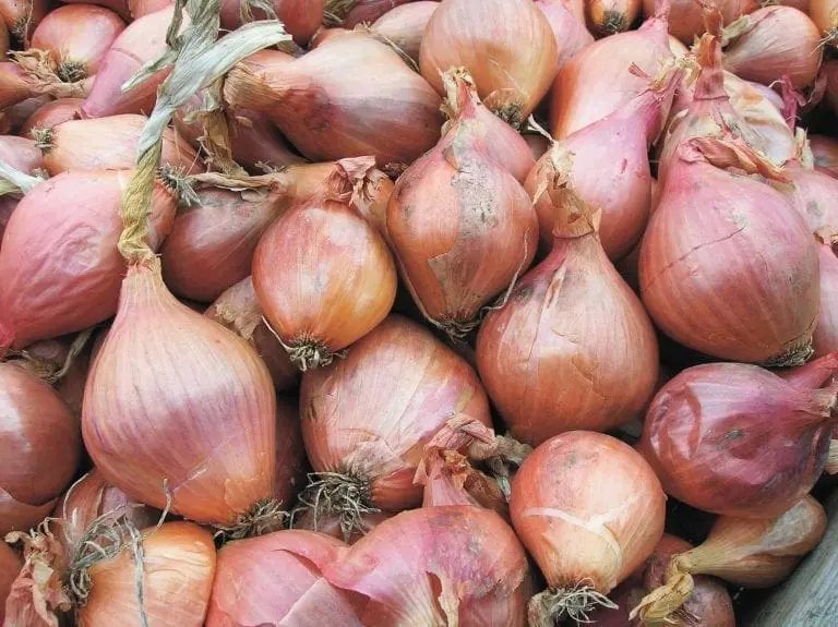 Oignon rose bio - 1kg