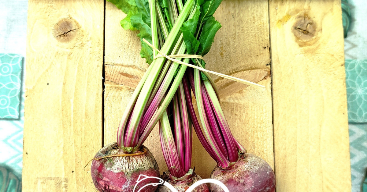 Betterave Chioggia avec Fanes