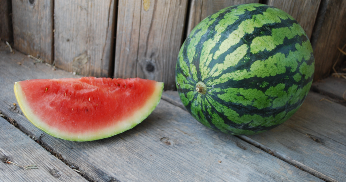 Mini Pastèque Tigrée - 1 Pièce