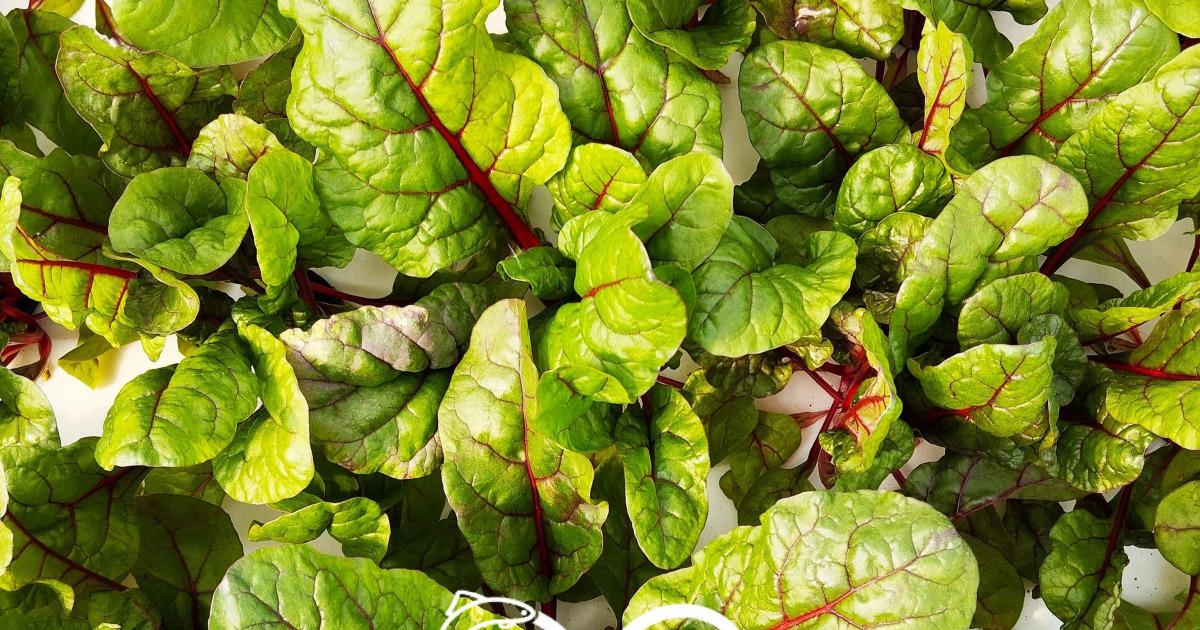 Jeune blette rouge Charlotte – intensité végétale et finesse