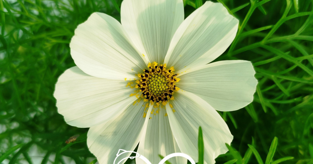 Cosmos comestible – légèreté florale et parfum de noisette