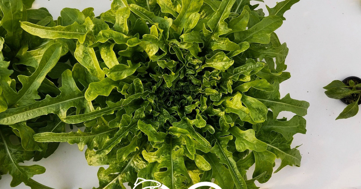 Cressonnette Marocaine