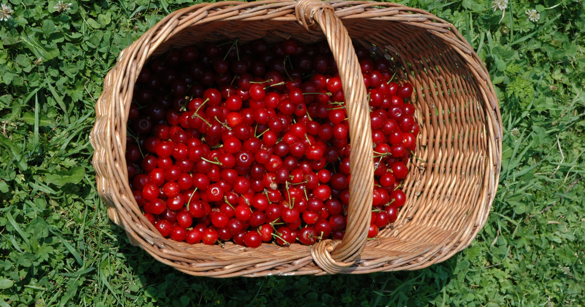 Cerise griotte avec noyau surgelée - 1 kg