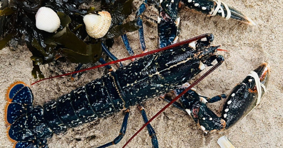 Homards Vivants 500g