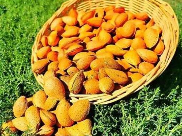 Amande en coque bio 3 kg