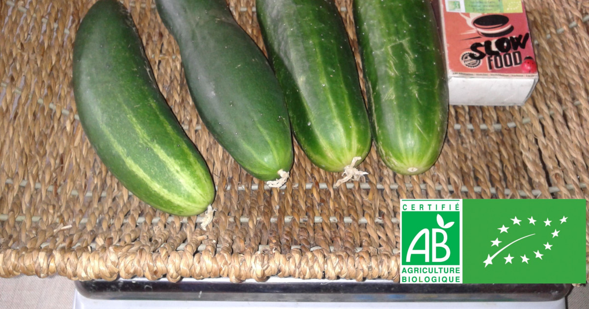 Concombres verts - 1kg