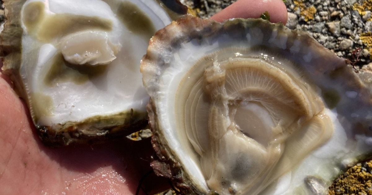 Huîtres plates "Belon" de Pen Al Lann Très Très Grosse x50