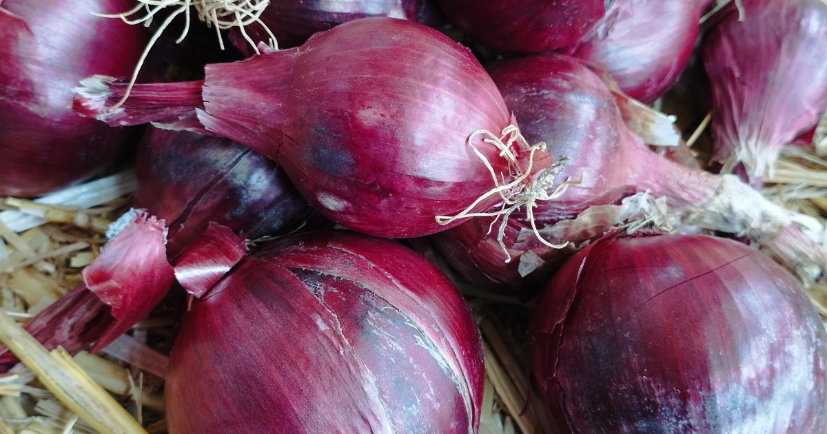 COLIS OIGNONS ROUGES 10kg