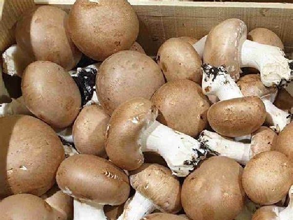 Champignons de Paris Bio - 500g