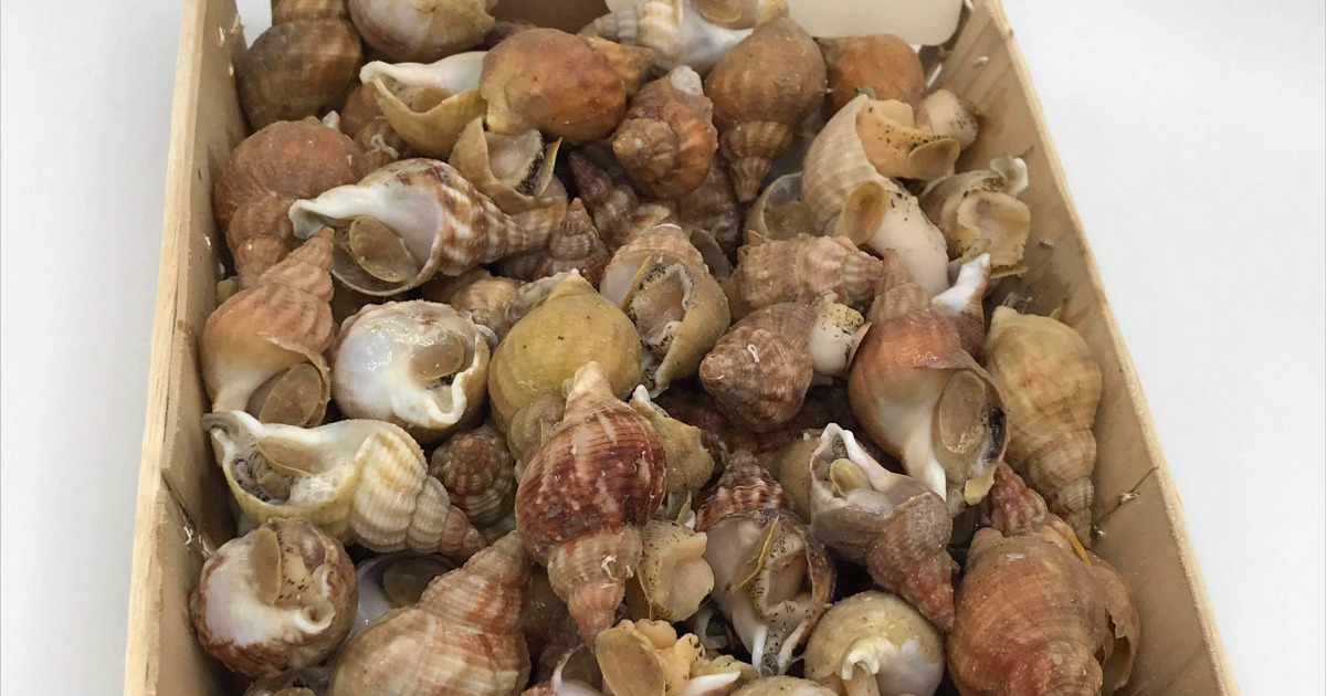 Bulot Vivant Frais - 500g