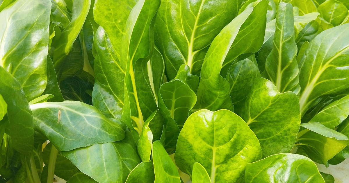 Jeune blette blanche Jessica – tendreté et finesse