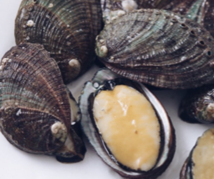 Ormeaux sauvage de plongée 1Kg