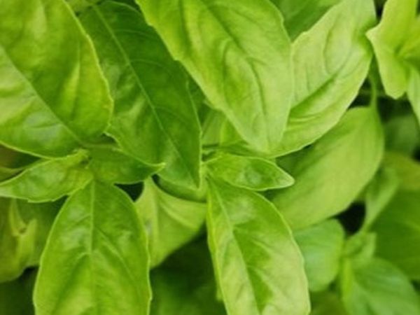 Basilic vert bio en botte