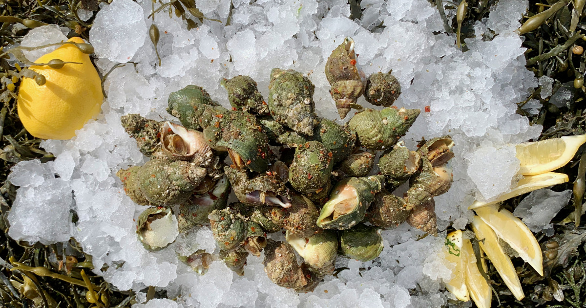 Bulots cuits à la Provencale - Barquette de 1 kg