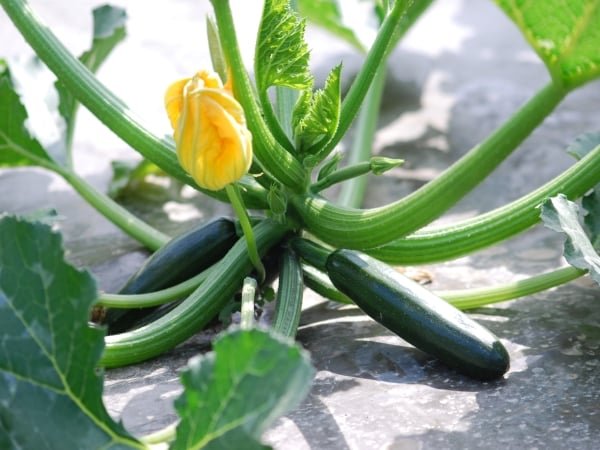 Courgette 1kg Bio x 5