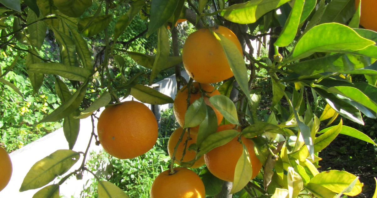 Orange Amère Bio Pour Vos Confitures Et Sauces