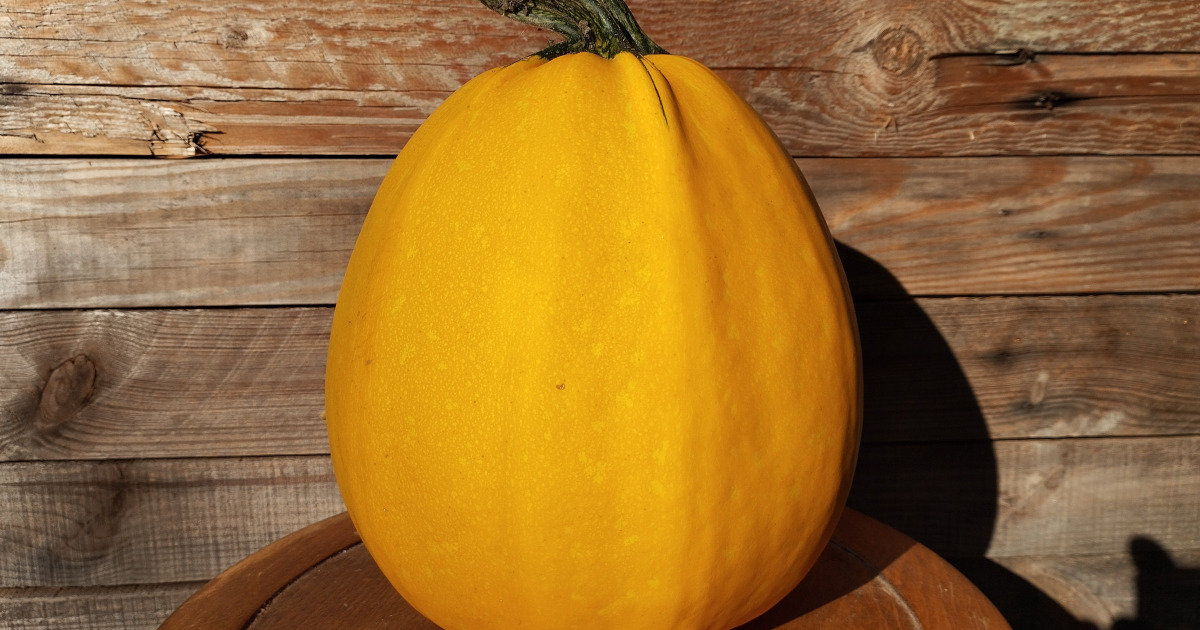 Courge d'Halloween