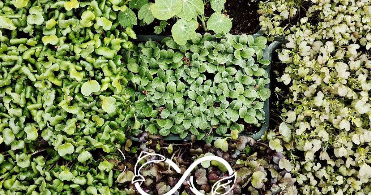 Micro-pousse en mélange de 3 barquettes