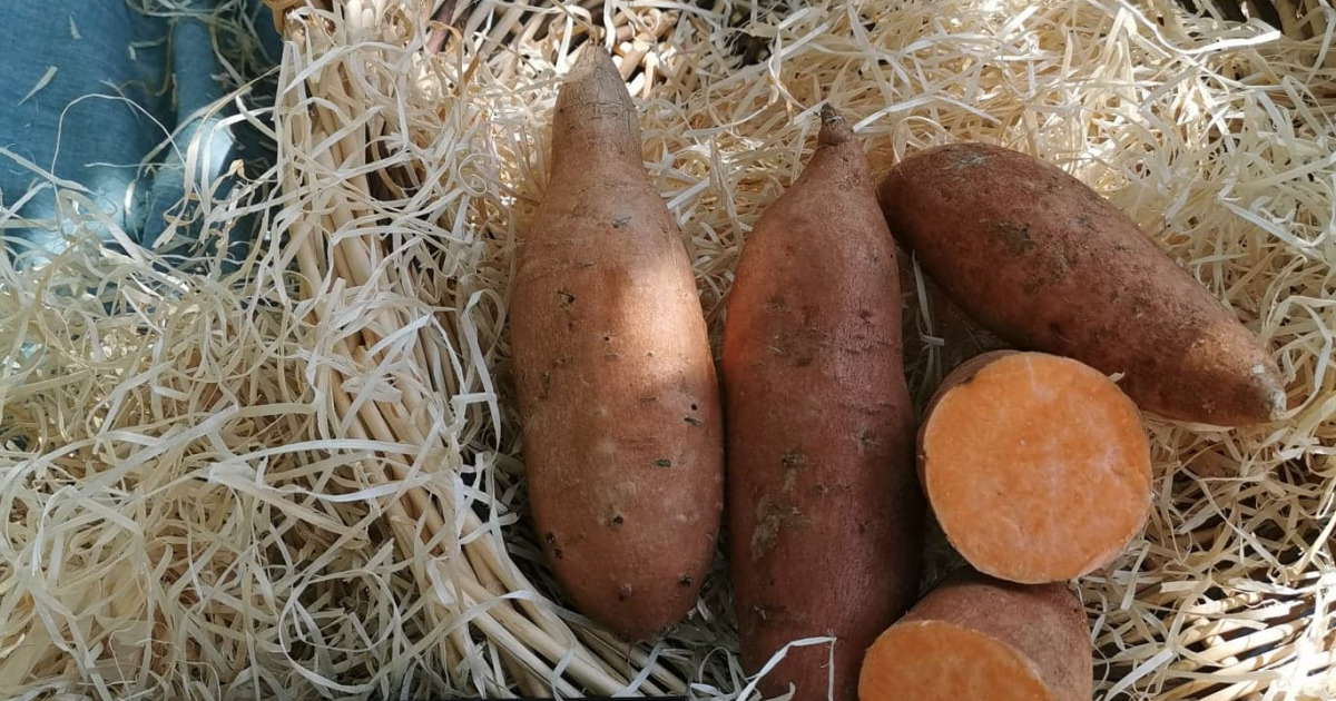 Patate douce Bio