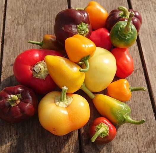 Poivron petit rond idéal à farcir 1kg