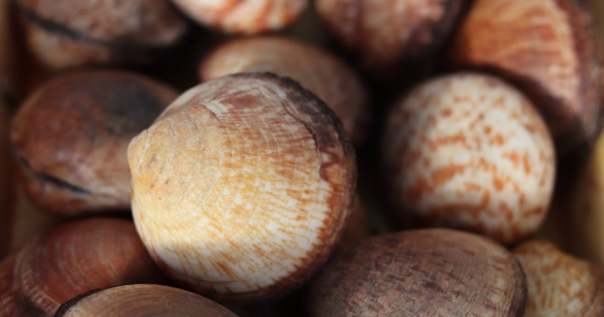 Amandes de mer - 1kg