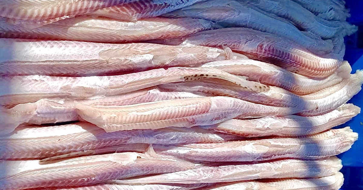 Rousette en saumonette 3kg - En direct du pêcheur