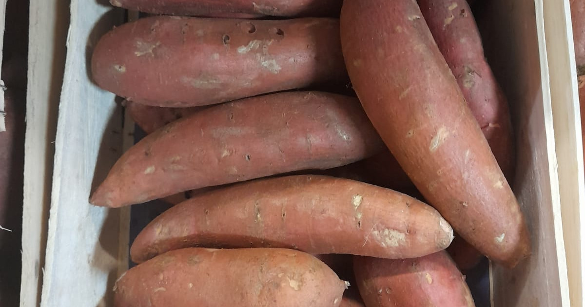 Patate douce Bio - 1 Pièce - 800-1300g