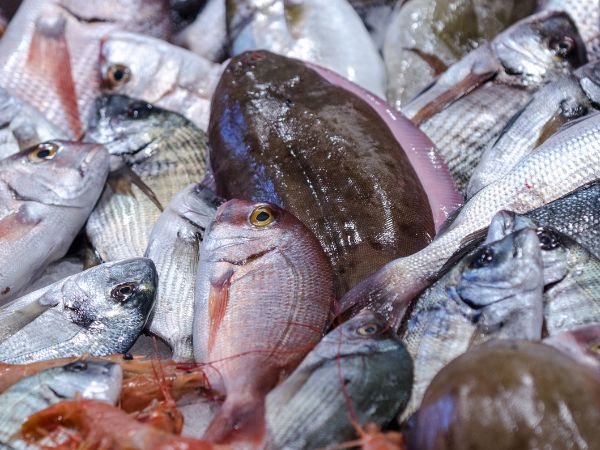 Colis de poissons en direct du bateau - 5kg
