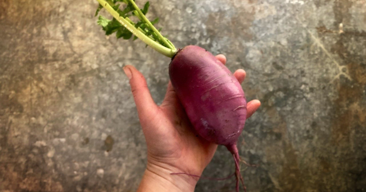 Radis Blue Meat - 1kg