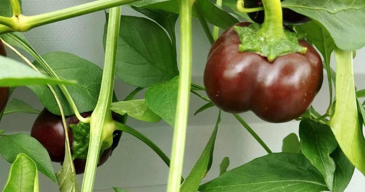 Mini Poivron Gastronomique Chocolat Bell NT