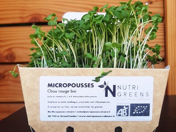 Micropousse de chou rouge Bio 16x50g