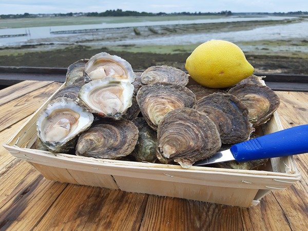 Huitres Plates calibre G (Gros) - 4 douzaines (50 pièces)