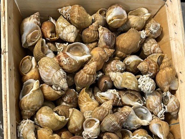 Bulots Vivants de la côte d'opale 1kg