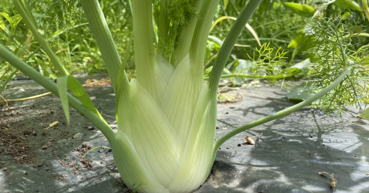Fenouil
