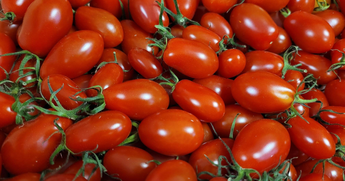 Tomate cerise rouge allongée Bio - Origine France