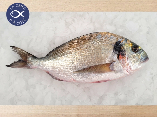 Daurades Royales Sauvages - Lot 1,2 Kg