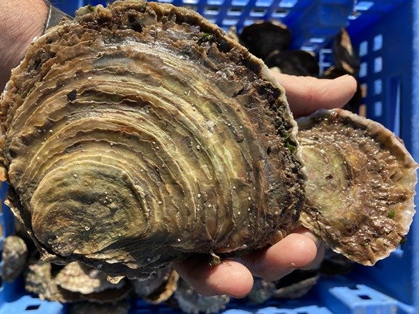 Huître plate "Belon" de Pen Al Lann Pied de Cheval