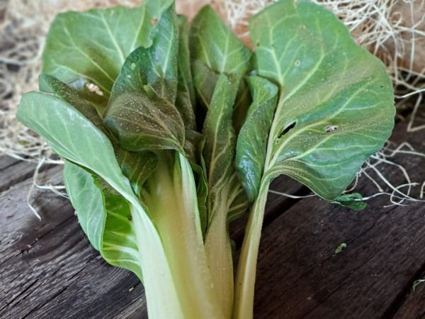 Blette Jessica Bio - 1 kg