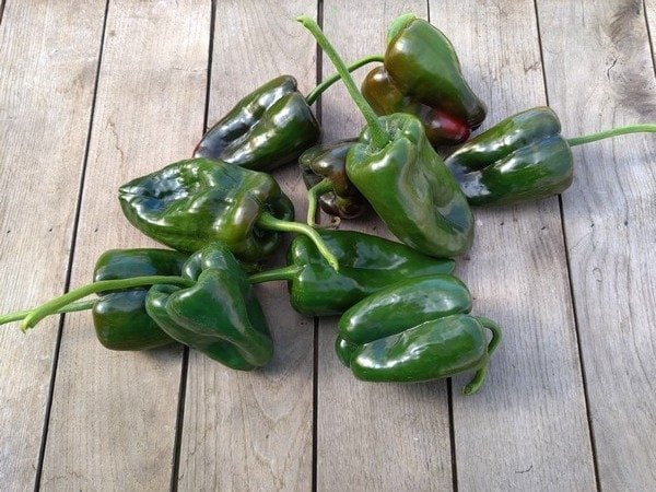 Piment frais Ancho Poblano Chile 3kg