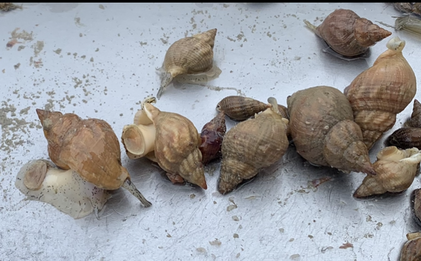 Bulots vivants (1kg)