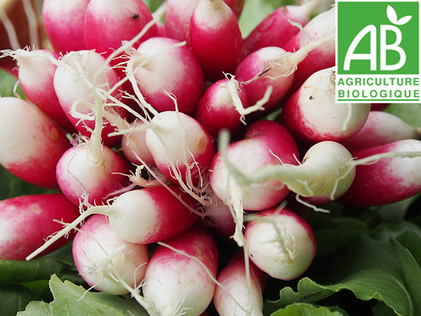 Radis Rose Long Botte x 2 - [Botte De 25 Pièces]