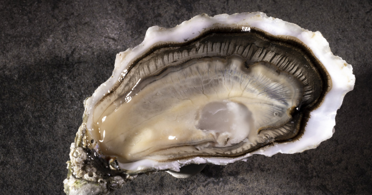 Huître Ostra Regal n°3 x 12 pces