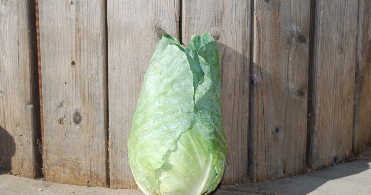 Choux Pointus - 1 Pièce