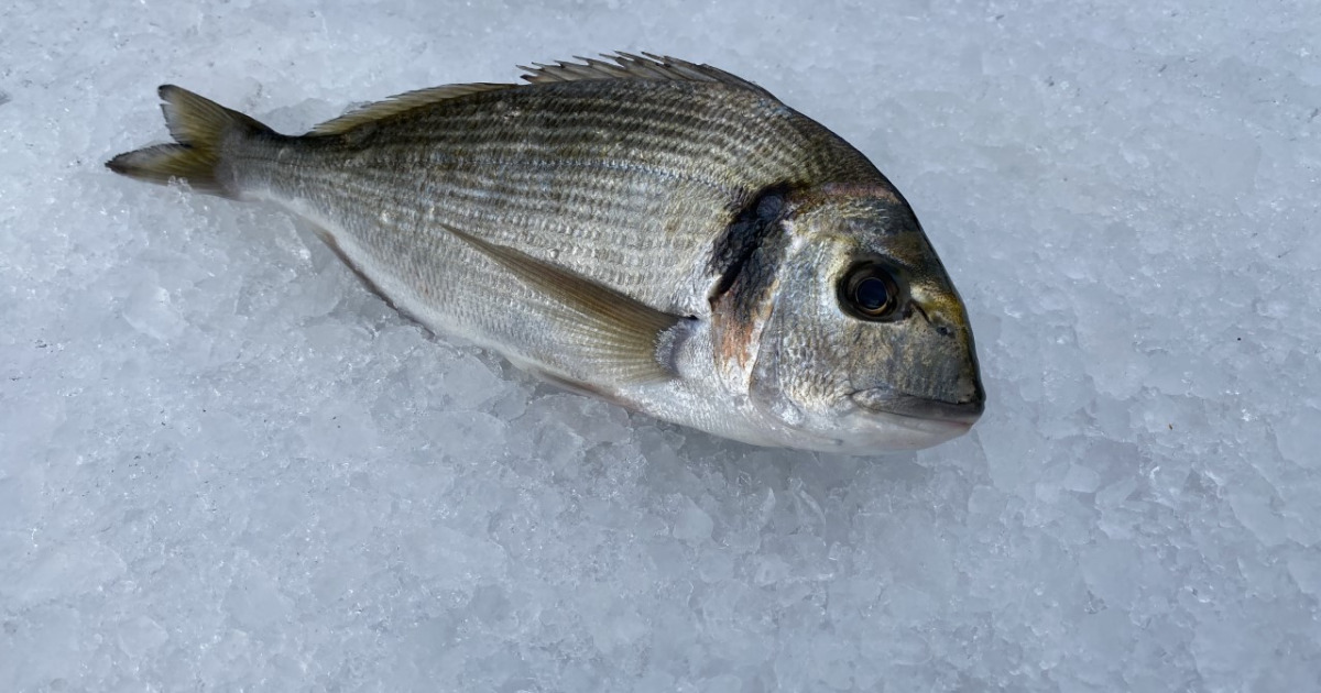 Daurade Royale Sauvage De Méditerranée - Pièce De 500g