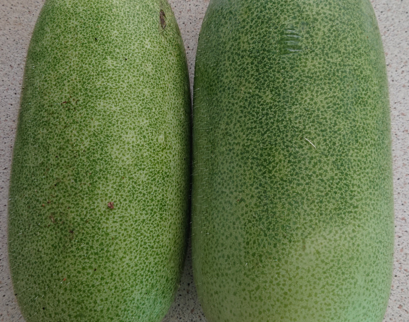 2 Bidao ( Courge Cireuse )